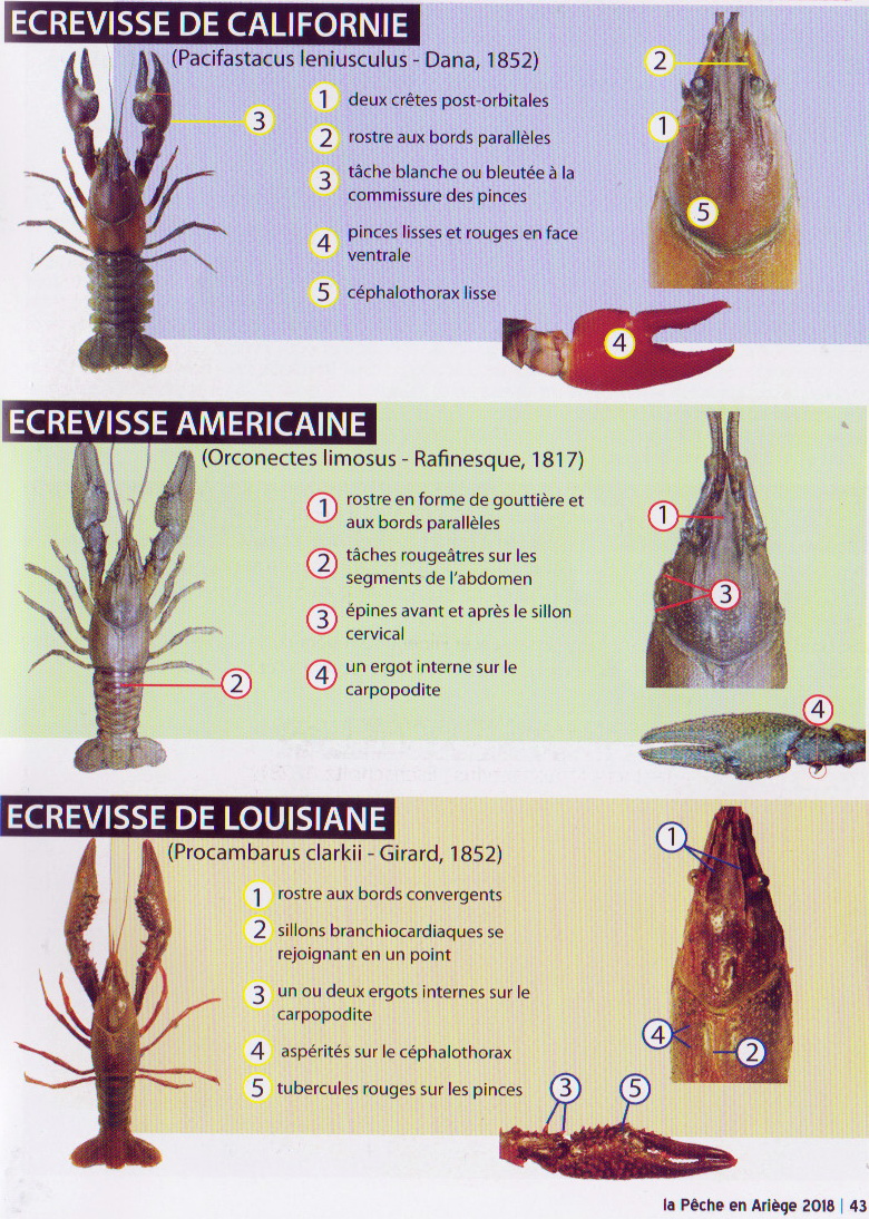 Ecrevisse et interdiction - ANPER-TOS