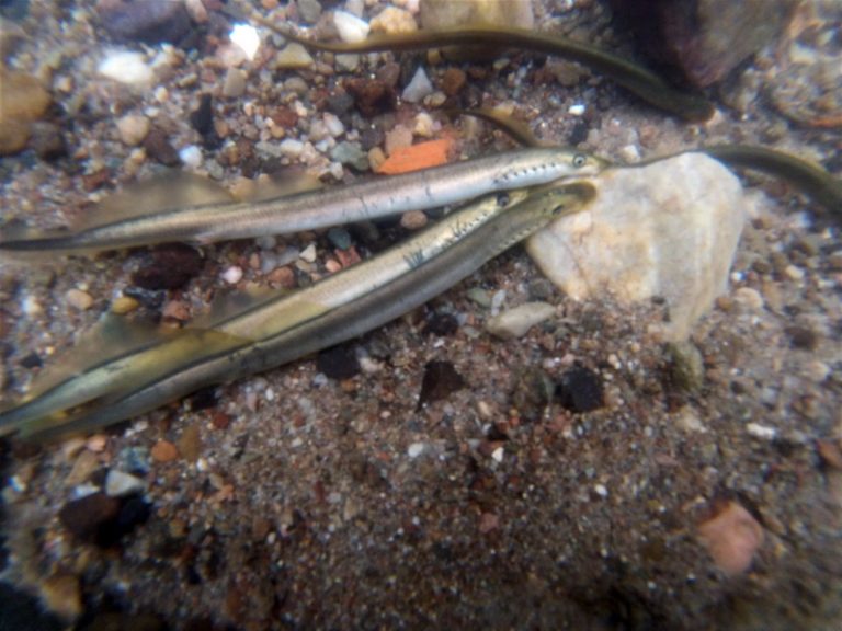 PRÉSENCE DE LAMPROIE DANS LES RIVIÈRES COMTOISES - ANPER-TOS